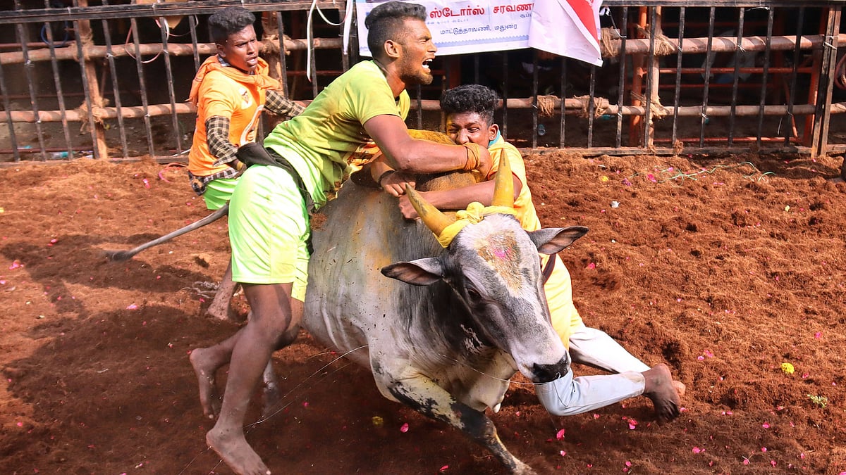 Pongal Jallikattu begins at Avaniyapuram with over 1,000 bulls; heavy ...