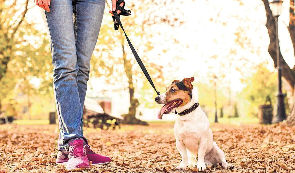 Pet shop owners, breeders criticise Kerala govt's mandatory ...