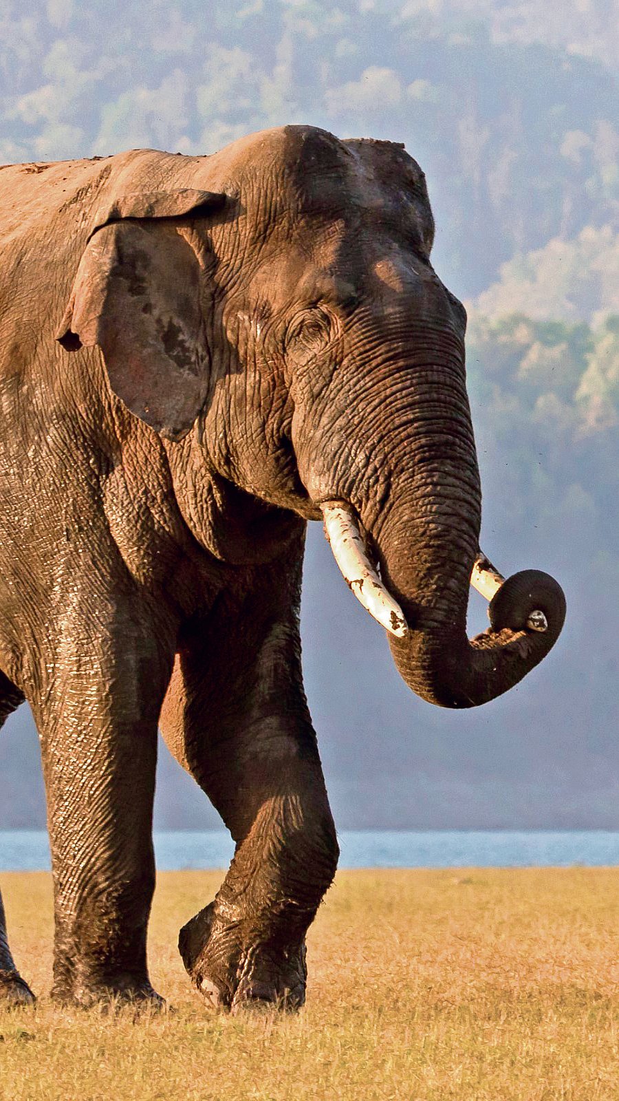 Uttarakhand High Court cites precedence to protect elephant corridors