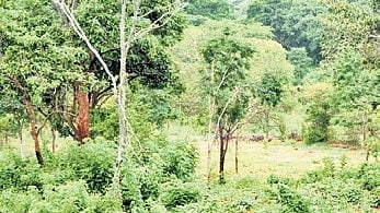 Don’t carry out any development work at Roerich Estate: Karnataka HC ...