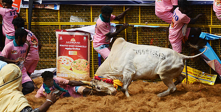 Spectator dies after being hit by bull during Jallikattu at Palamedu