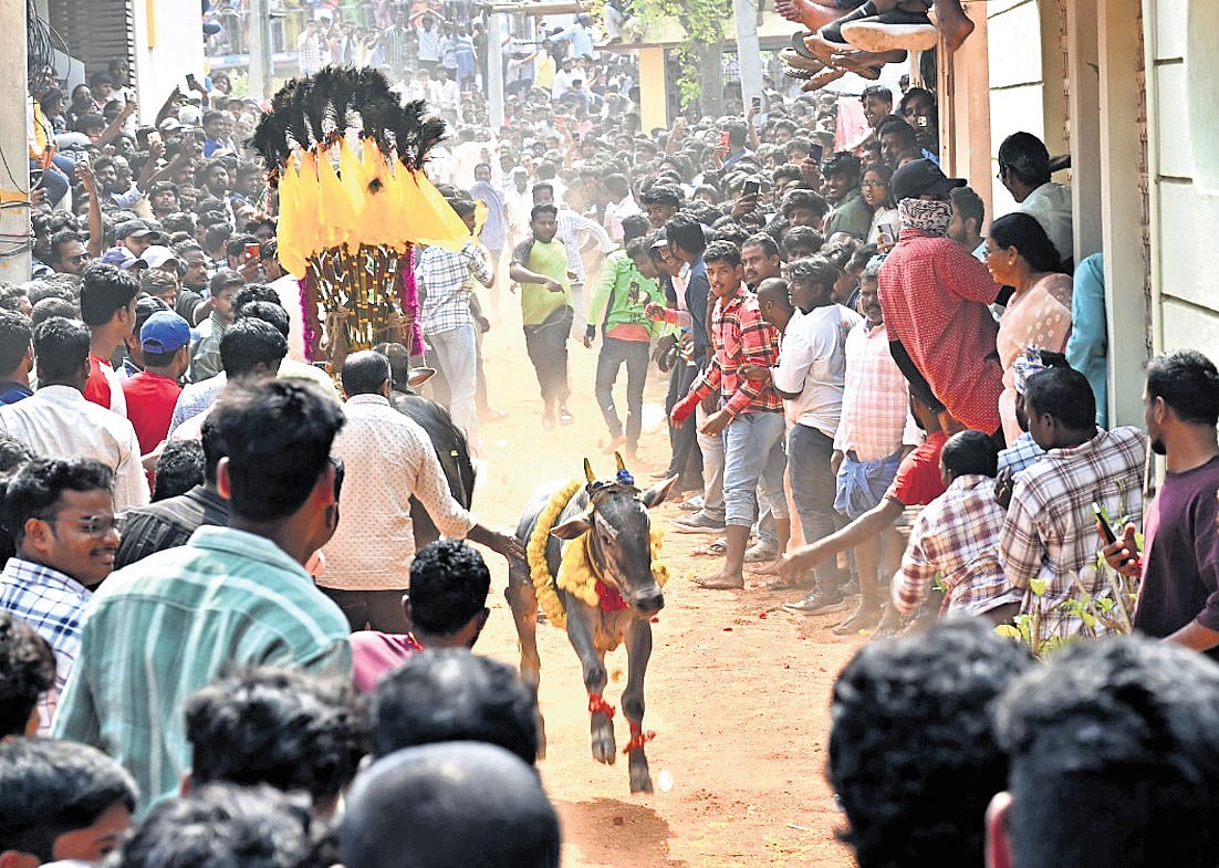 Jallikattu draws huge crowds in Tirupati, Chittoor districts
