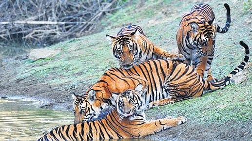 Telangana gears up for All India Tiger Estimation; survey to cover ...
