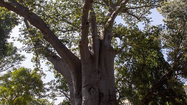 Chennai to tag 50 century-old giants as heritage trees under state mission