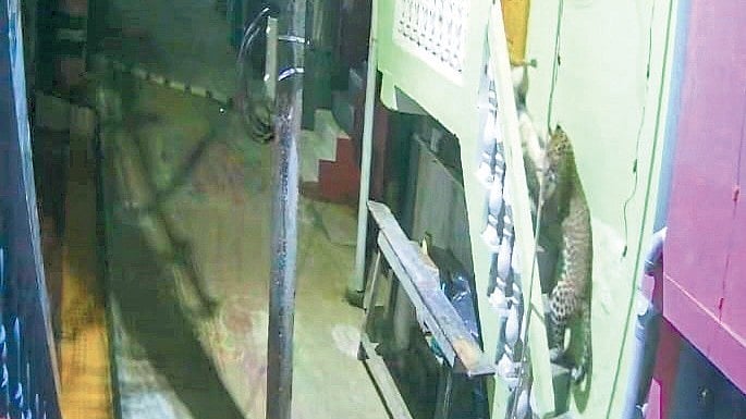 Forest dept ups vigil in Coonoor village after leopard kills pet dog