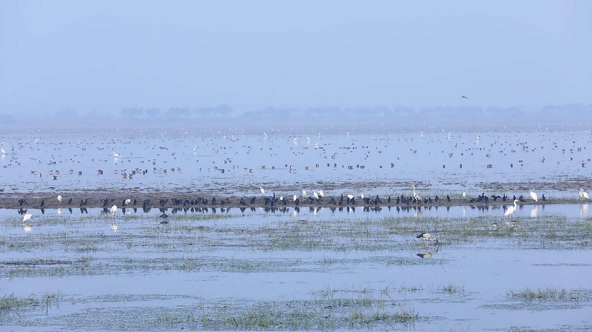 Chilika hosts 11.32 lakh birds this winter, 5,000 more than last year