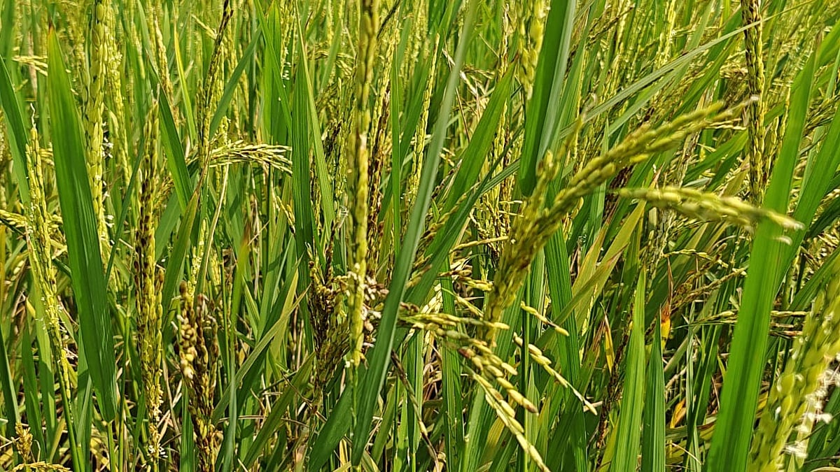 Paddy crop turns dark in Keelayur due to cold weather, farmers fear ...