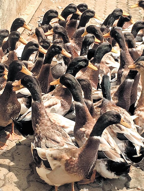 Kuttanad’s Chara, Chempally ducks earn national recognition