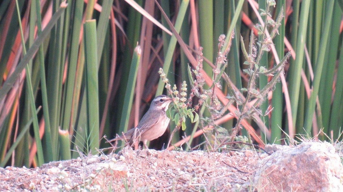 Pongal Bird Count 2026 records 343 species, rare bluethroat sighted in ...