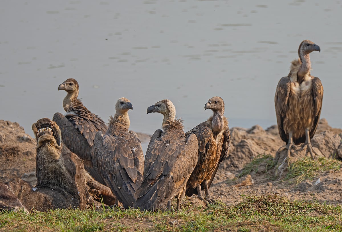 Tamil Nadu to conduct first statewide raptor assessment to map ...