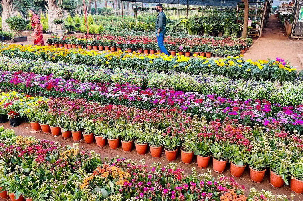 Kadiyam emerges as India’s leading horticulture hub