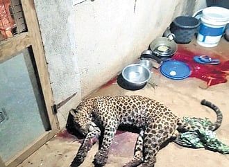 Leopard killed, farmer hurt in late night encounter in Odisha's ...