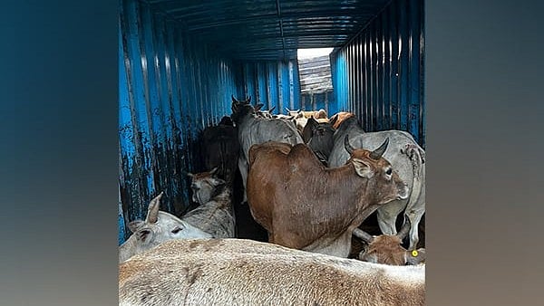 Odisha cops continue to crack down on cattle smuggling