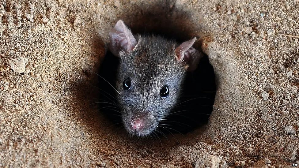 Quick Take | Smell the rat