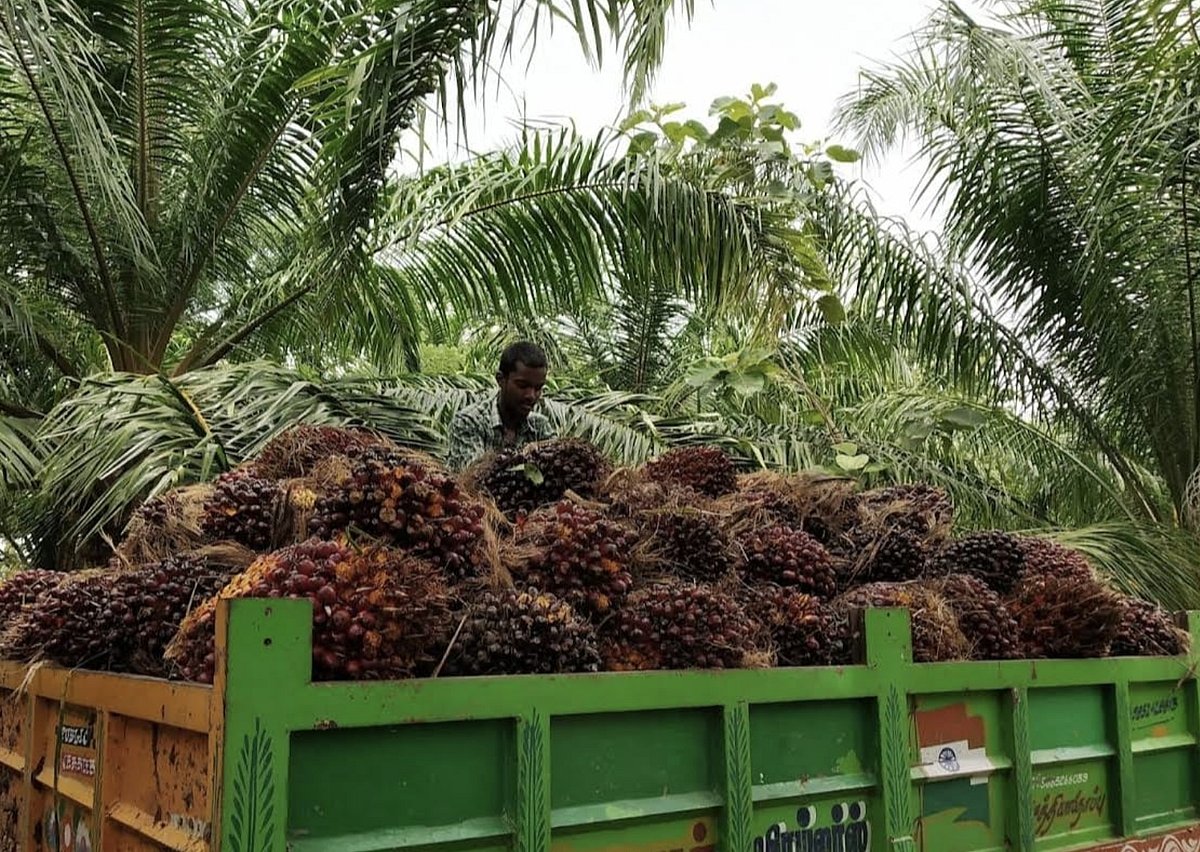 Paddy farmers hit by vagaries of weather urged to shift to oil palm ...