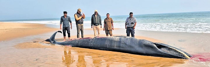 Odisha forest department to preserve skeleton of 25-foot-long Bryde’s whale