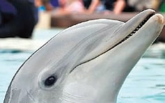 First marine dolphin study soon