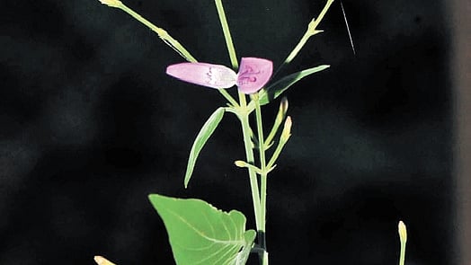 New flowering plant species discovered in Pakhal Wildlife Sanctuary