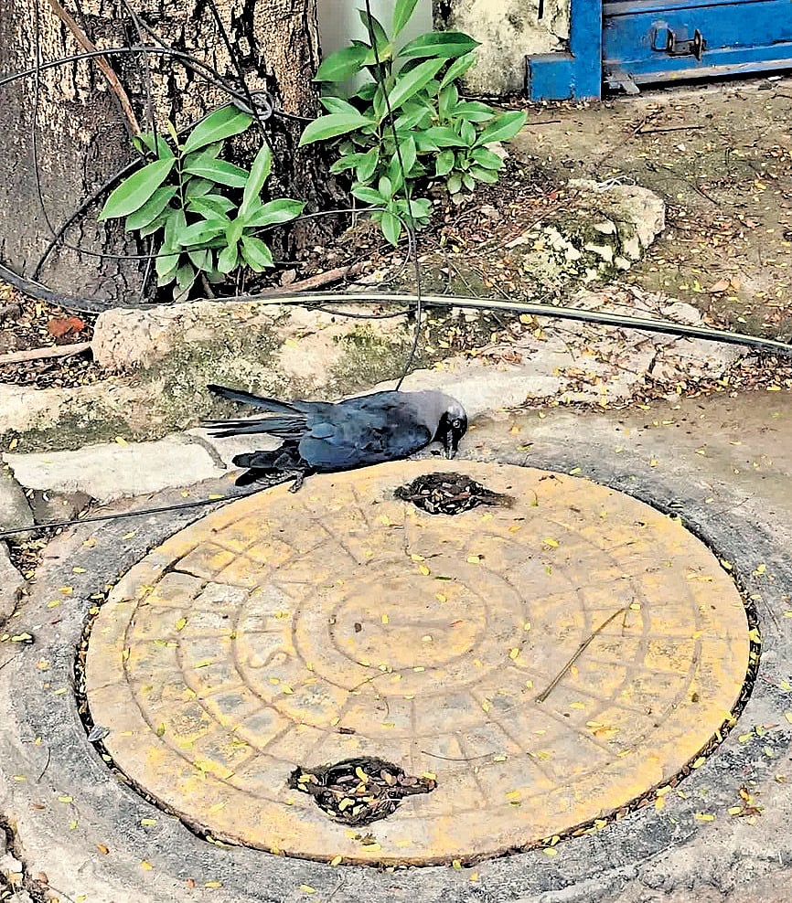 Centre confirms bird flu among crows in TN