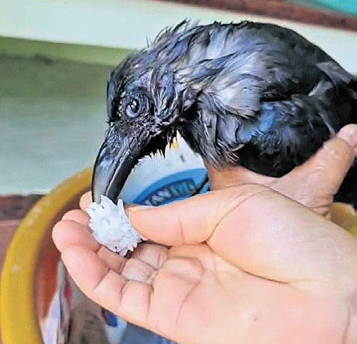 Bird flu: Wildlife zones on alert, TN issues advisory