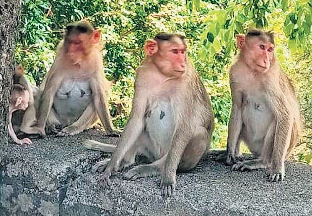 Monkey menace, dump yard emerge key poll issues in Karimnagar