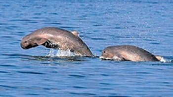 In multiple habitats, Irrawaddy dolphins show colonising trend in ...