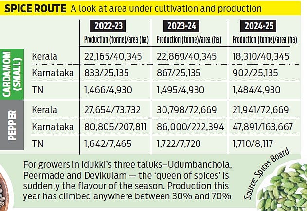 Kerala’s tale of two spices: Queen rising, black gold fading