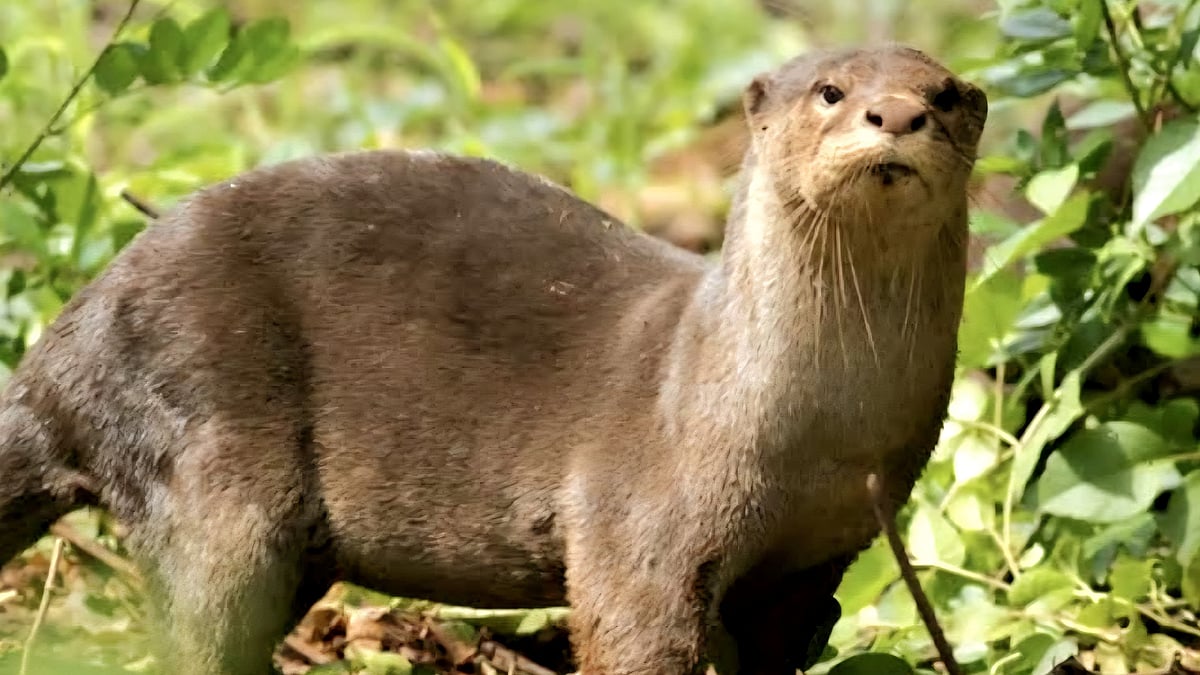Wildlife experts hail first sighting of smooth-coated otters in ...