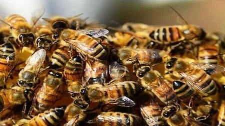 Umpire dies, around dozen players injured in bee attack during cricket ...
