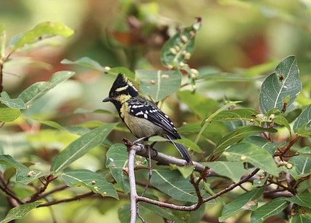 Indian Yellow Tit spotted in Tirupati