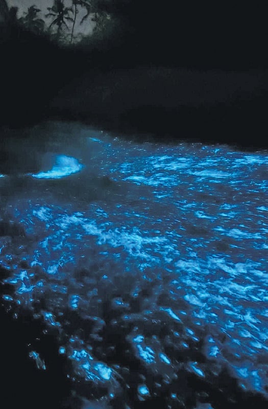 Bleeding blue! The glow is back in Kochi’s backwaters