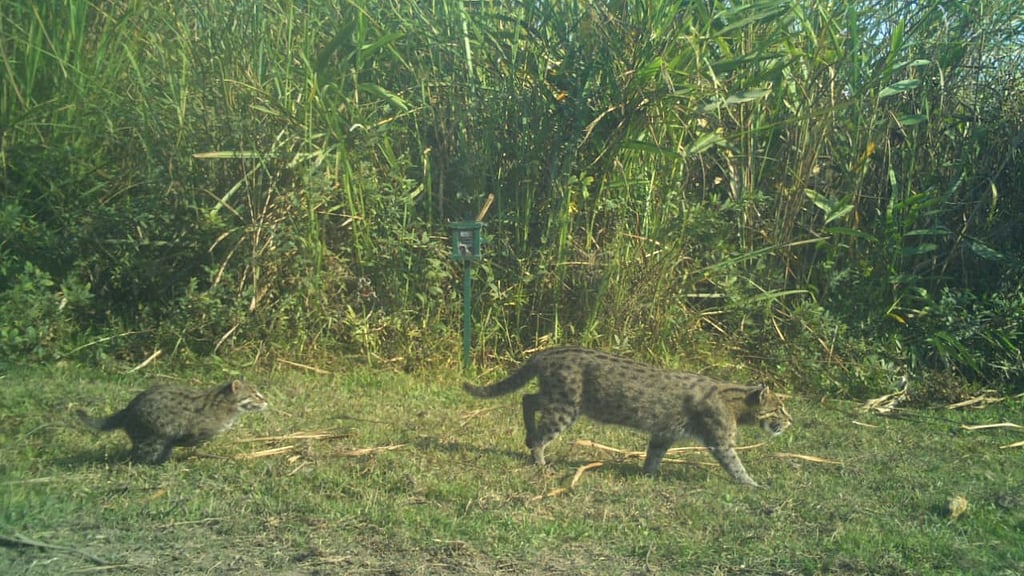 Assam's Kaziranga National Park emerges as key refuge for fishing cats ...