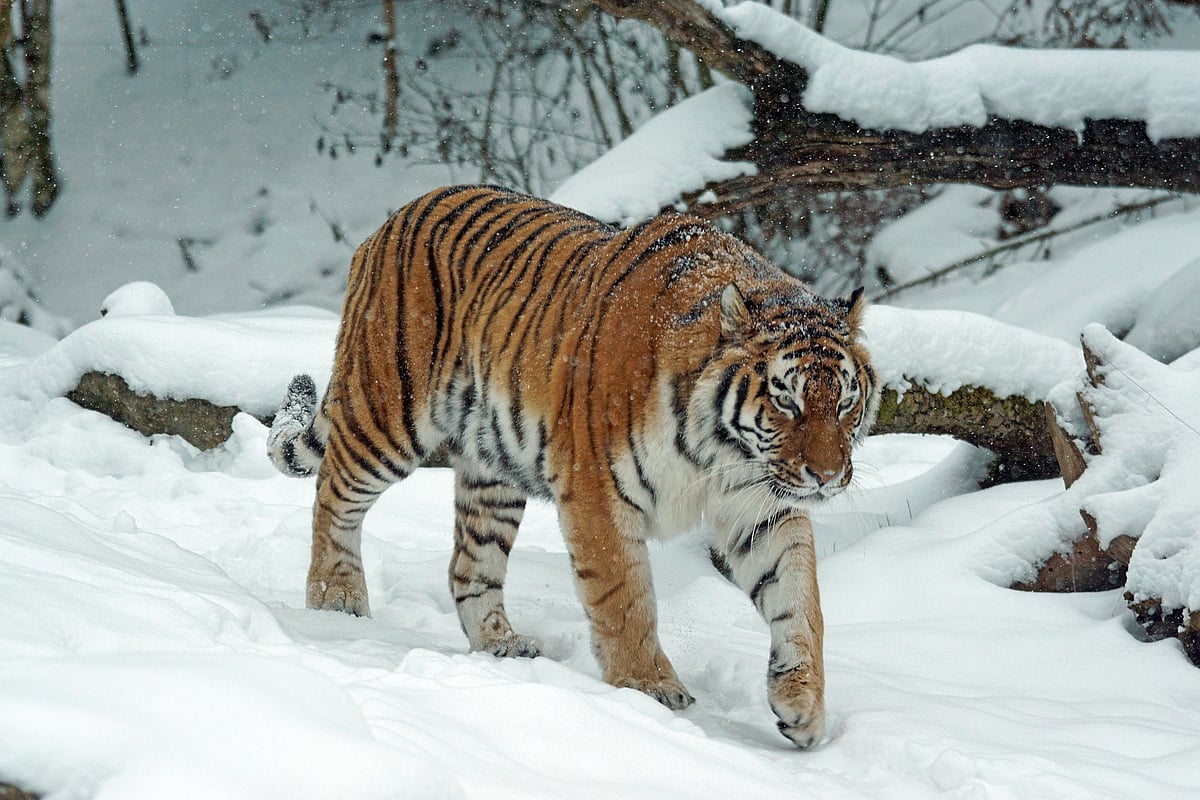 Siberian tigers in China put on intermittent fasting after festival binge