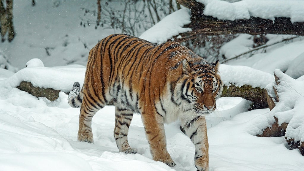 Siberian tigers in China put on intermittent fasting after festival binge