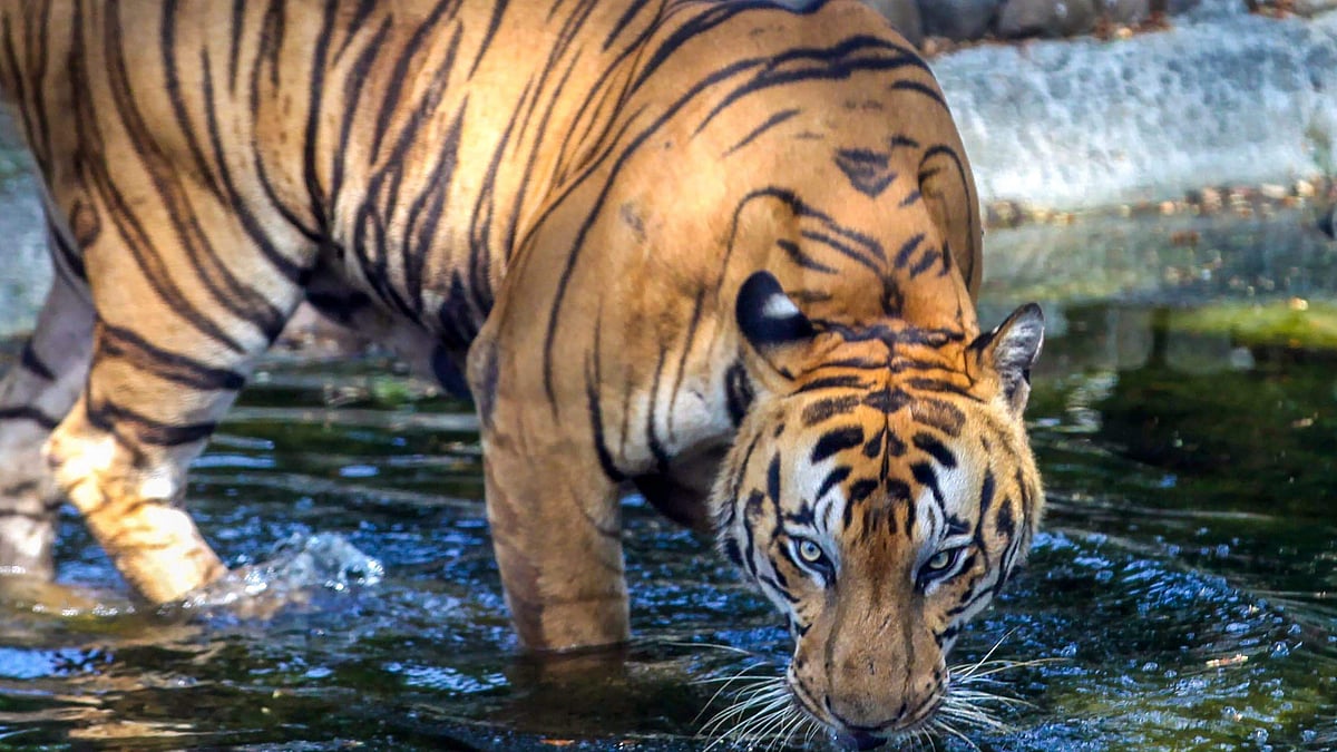 Hair samples confirm tiger killed tribal man in Nilgiris