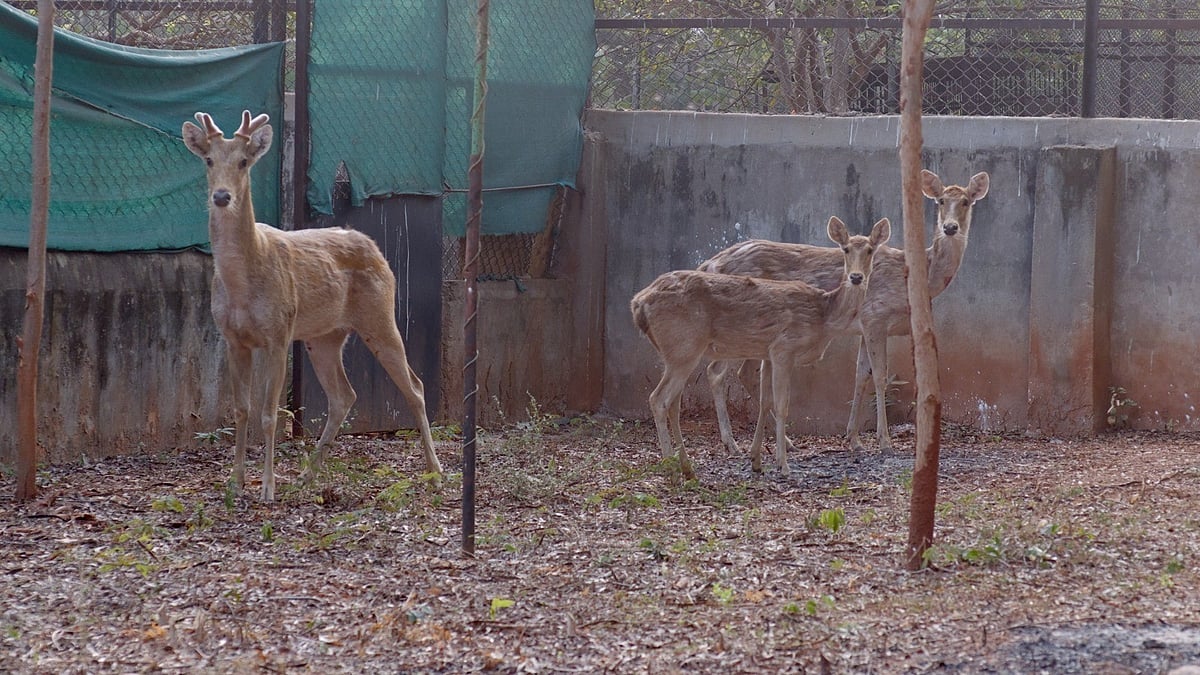 Indira Gandhi Zoological Park in Visakhapatnam receives swamp deer ...