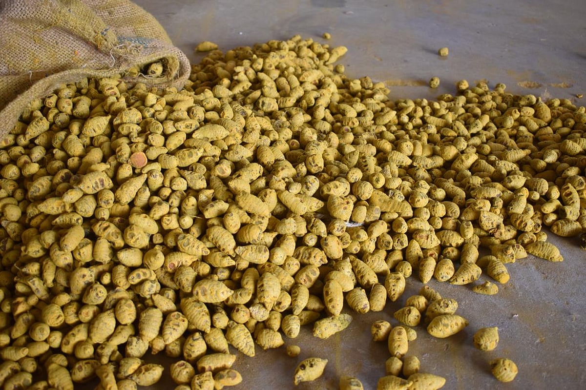Iran war halts Marathwada turmeric exports, prices drop in domestic market