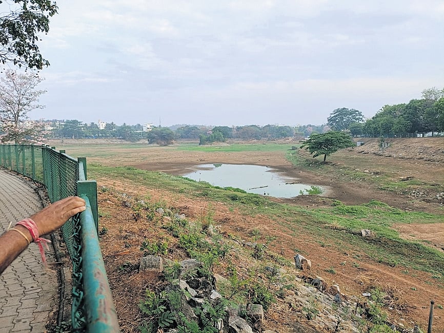 Parched Bengaluru lakes leave fauna high and dry