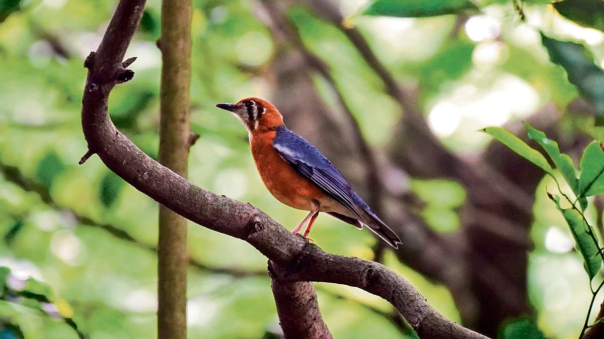 Global exercise places India among top 5 countries in bird diversity