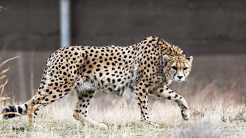 Past and Curious: With Bannerughatta getting African cheetahs, here's ...