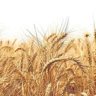 Delhi govt relaxes wheat procurement norms amid weather-hit crop quality